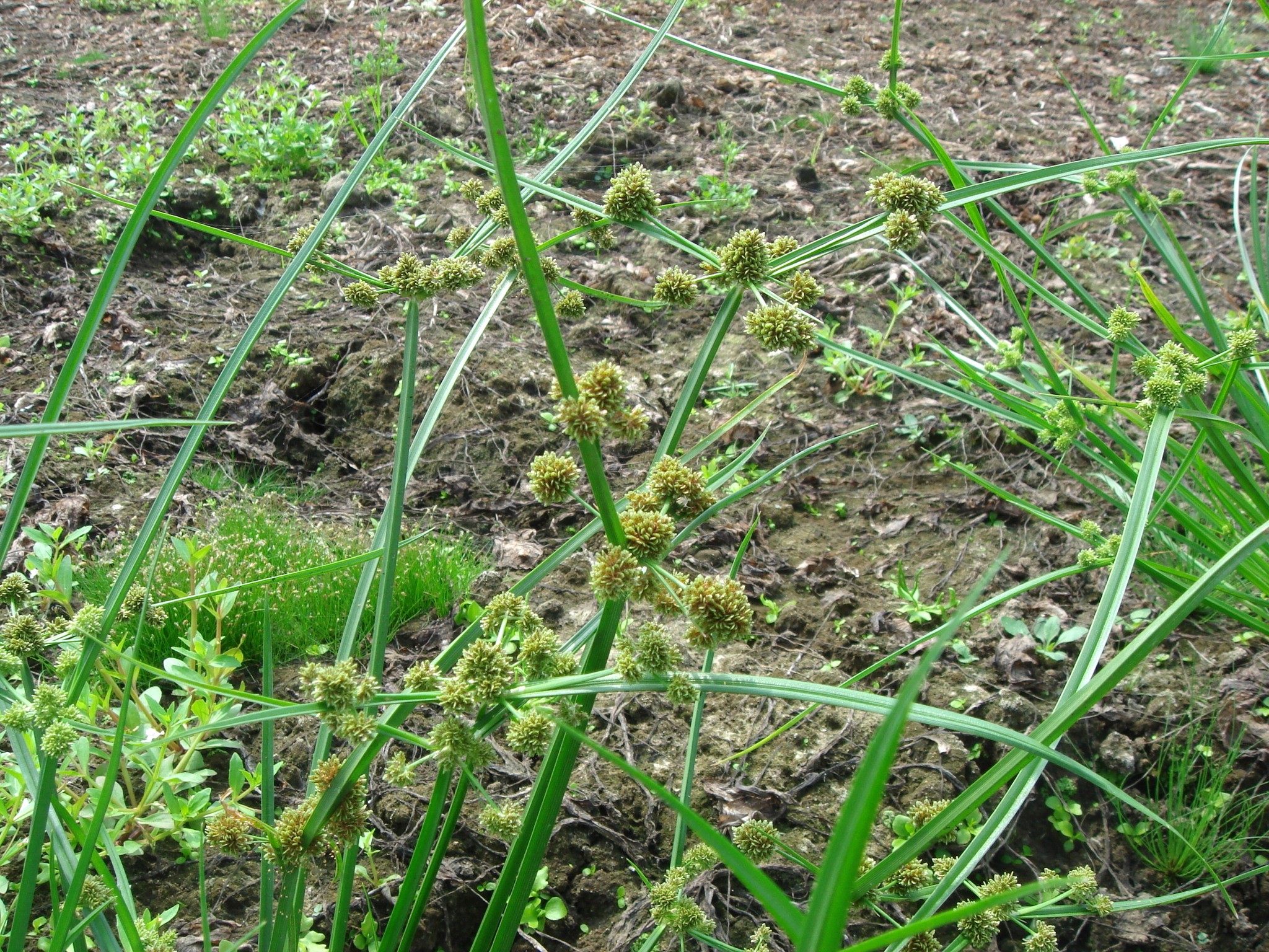 Cyperus Difformis